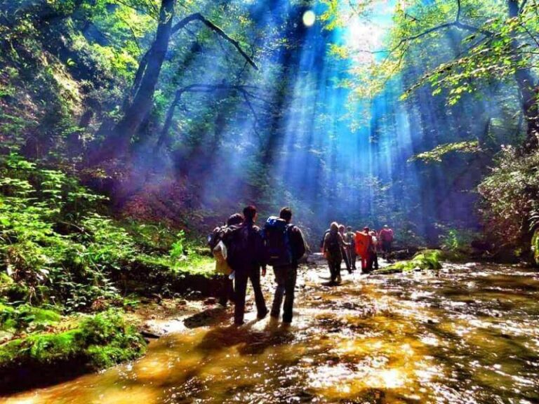 Caspian Hyrcanian mixed forests | UNESCO WORLD HERITAGE SITE