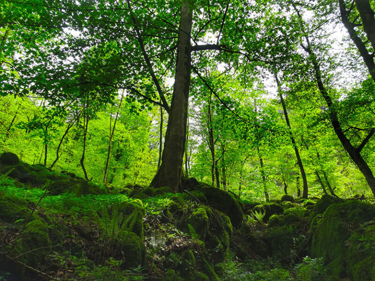 Caspian Hyrcanian mixed forests | UNESCO WORLD HERITAGE SITE